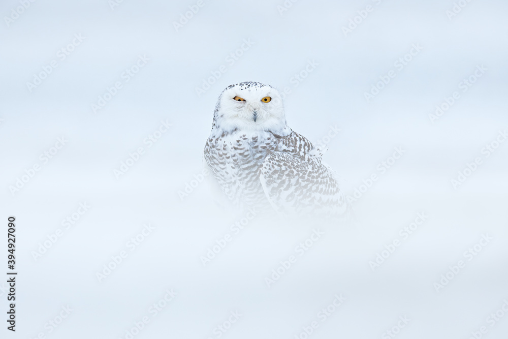 Cold winter. Snowy owl sitting on the snow in the habitat. White winter ...