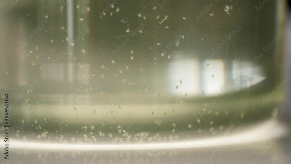 Raising red mites in water. To fish food. Stock Video | Adobe Stock