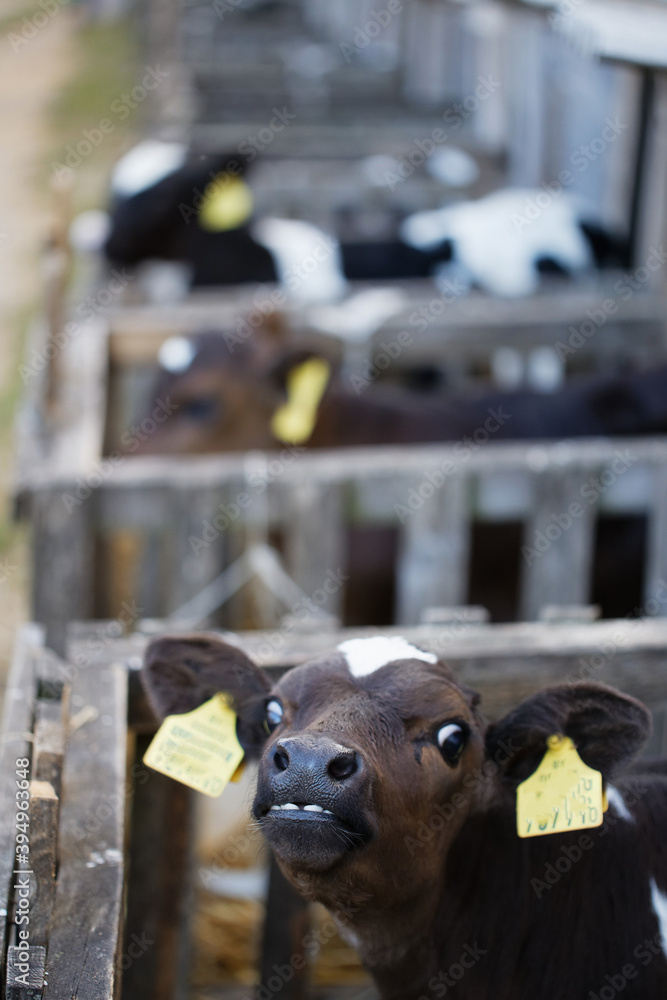 small calves of cows in a manger in separate houses Stock Photo | Adobe ...
