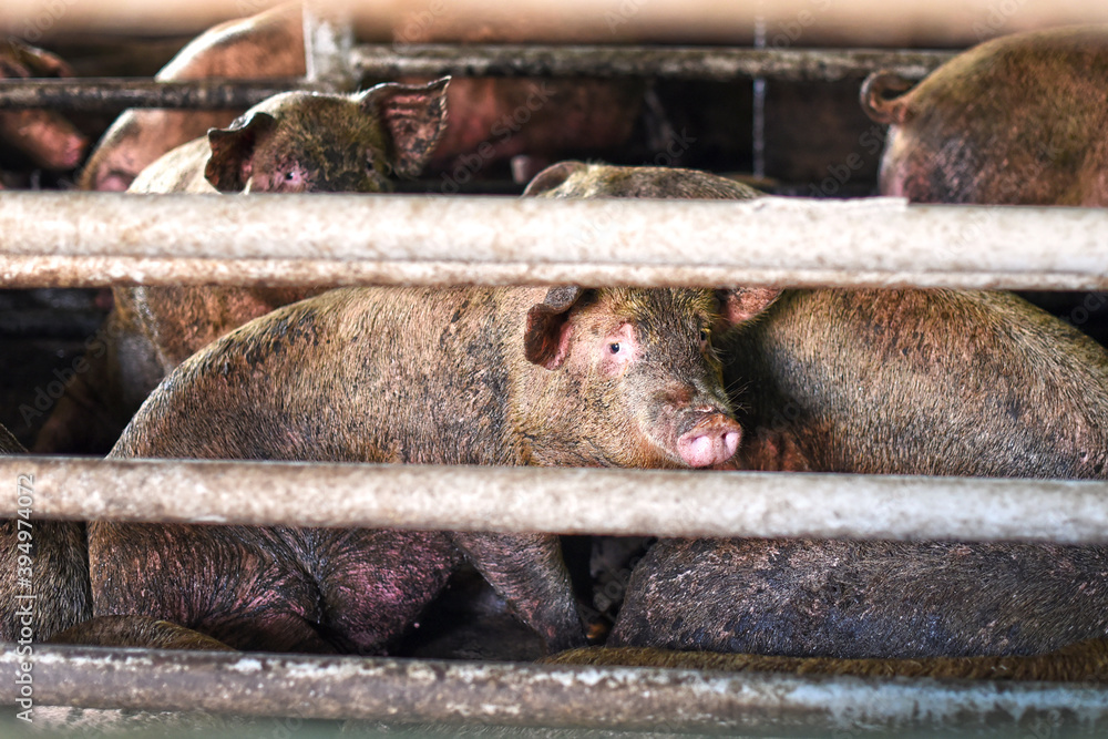 Pig farm. Close-up of a pig on a farm. Dirty Pigs in the dirty soil of ...