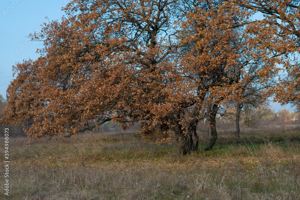 big old tree. branches of a very old tree Stock Photo | Adobe Stock