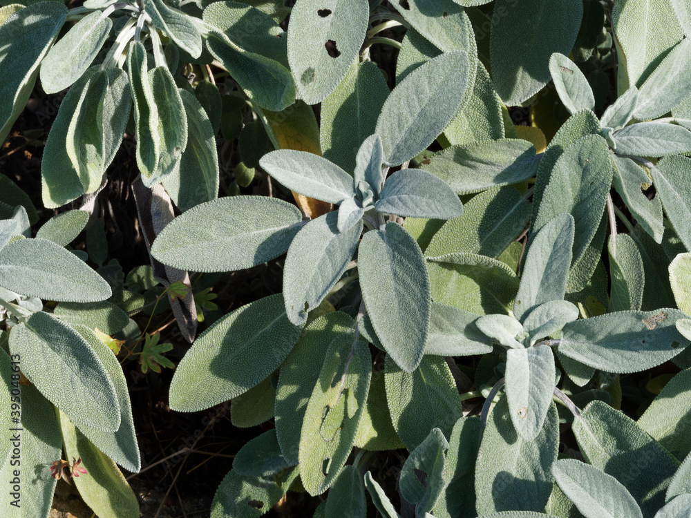 (Salvia officinalis) Gros plan sur feuilles de sauge officinale à ...