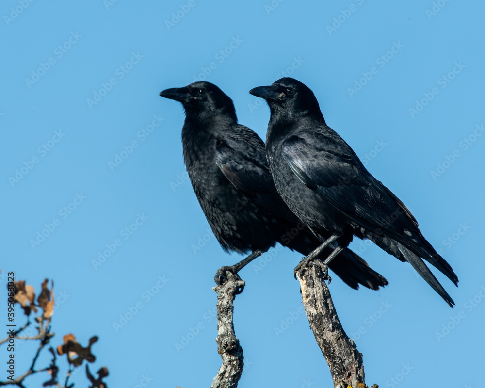Pair of Crows Stock Photo | Adobe Stock