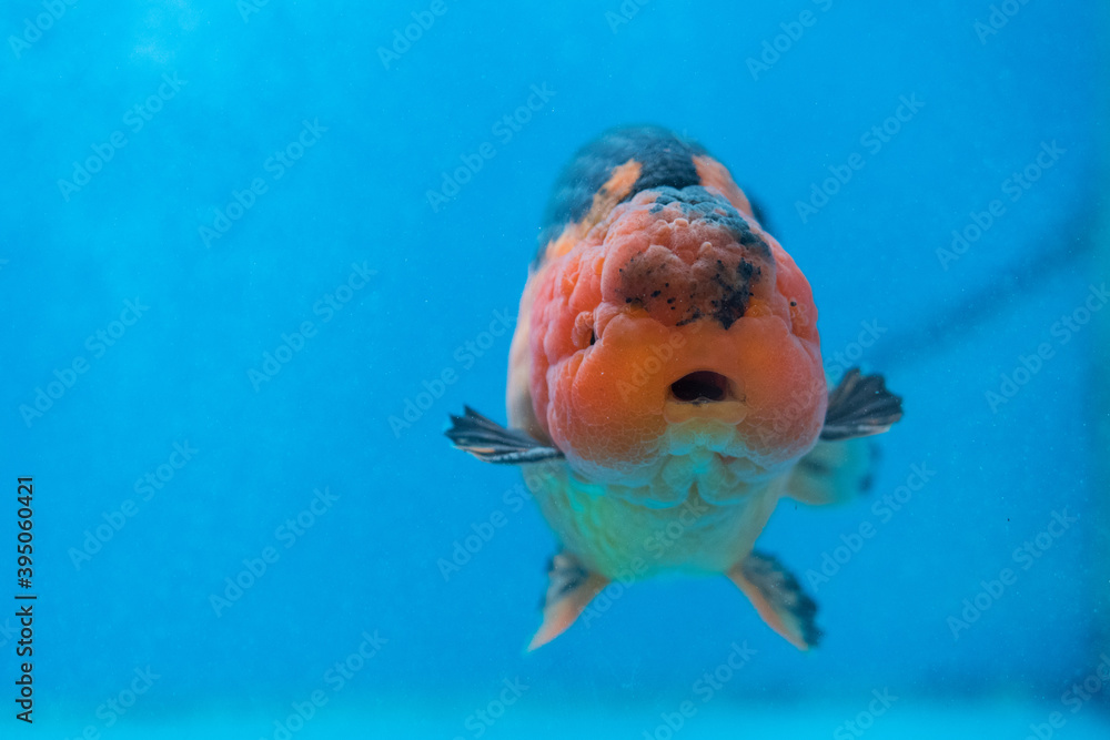 Chubby Face Of Ranchu Goldfish In Fresh Water Glass Tank On Blue ...