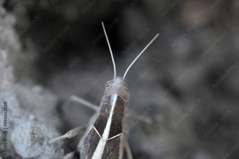 grasshopper, jump, grass, insect, foot, animals, pests, garden, fly ...