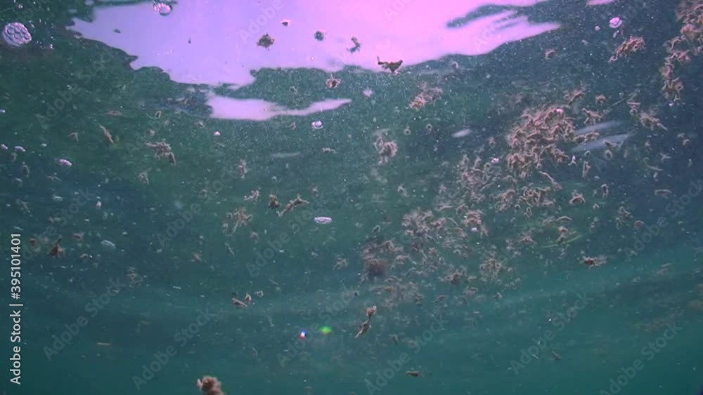 Bloom of blue-green algae Nodularia spumigena: Algae accumulations on ...