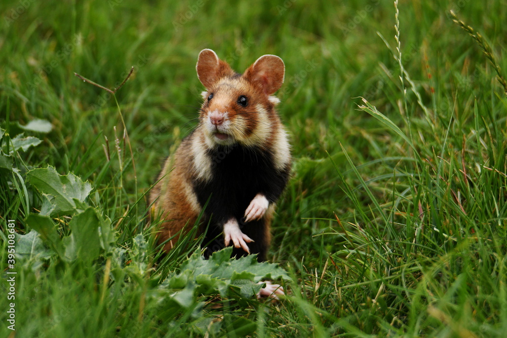 Common hamster (Cricetus cricetus) keeping watch at Meidling Cemetery ...