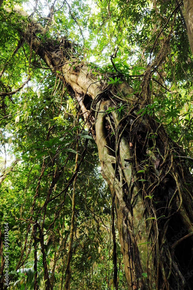 Strangler fig tree at Bodhingala Forest Reserve, Sri Lanka Stock Photo ...
