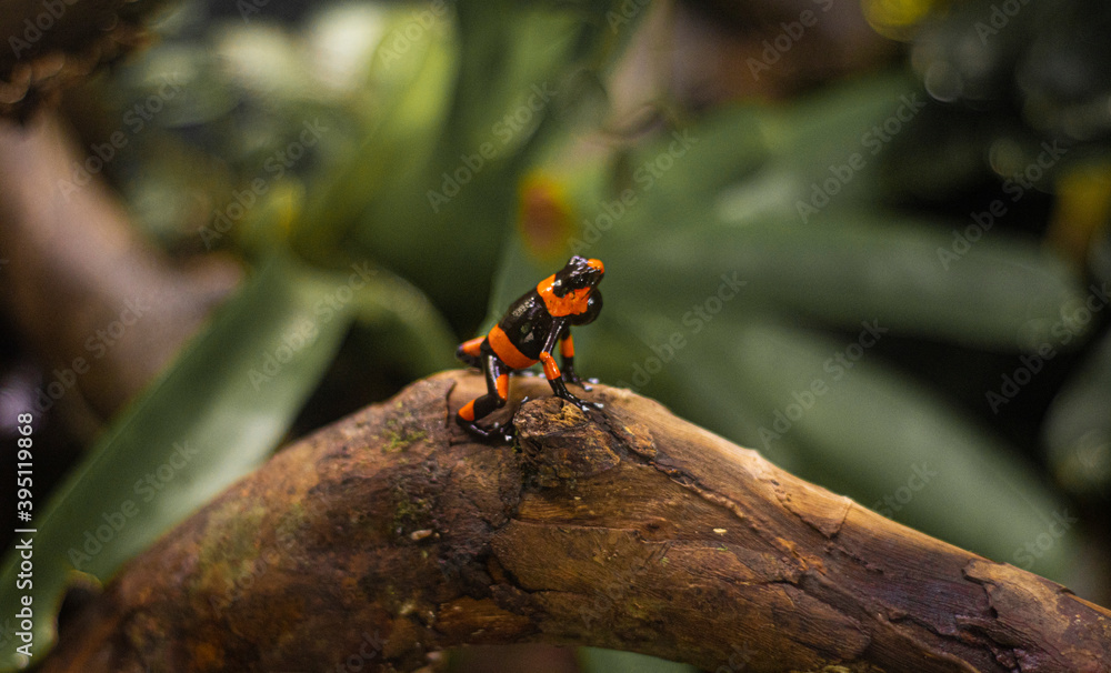 rana venenosa del amazonas verde naranja negro jungla selva Stock Photo ...