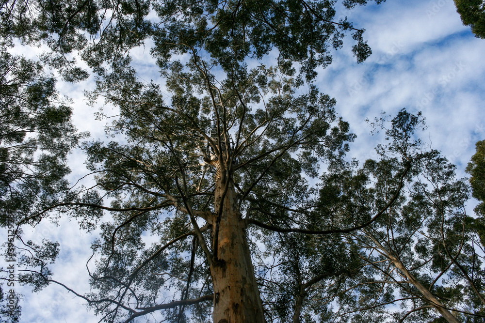 Gloucester Tree, 58m high, second tallest fire lookout, Pemberton ...