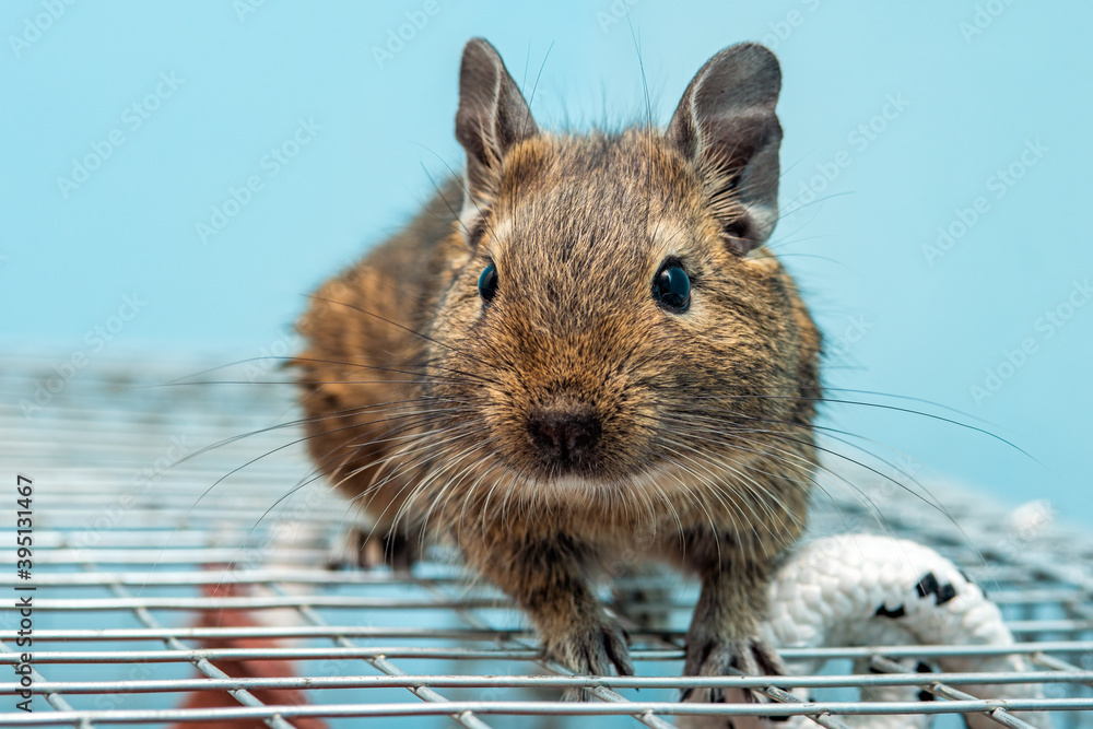 Little cute gray mouse Degu close-up. Exotic animal for domestic life ...