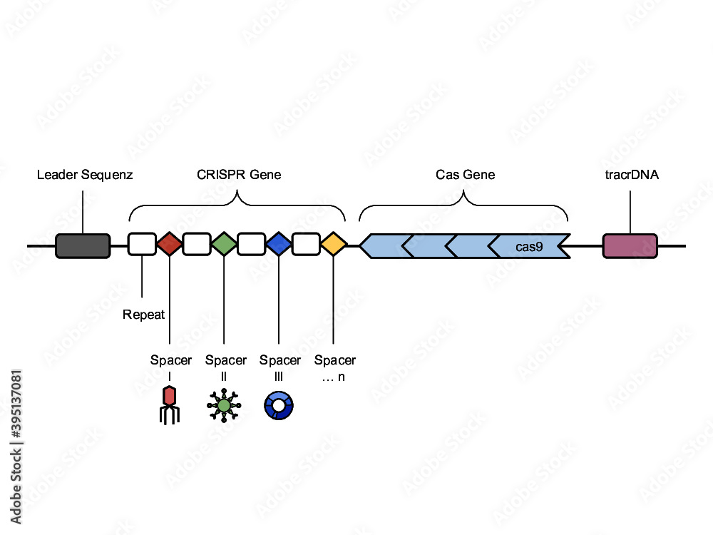 CRISPR structure Stock Vector | Adobe Stock