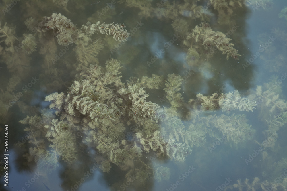 Underwater plant algae at surface of pond Stock Photo | Adobe Stock