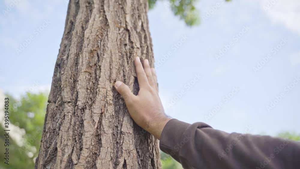 A man's hand touched a tall tree. It is a symbol of care for the ...