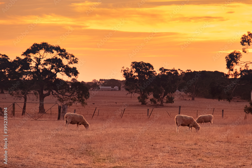 Flock of sheep at an outback farm under an amazing sunburnt orange sky ...
