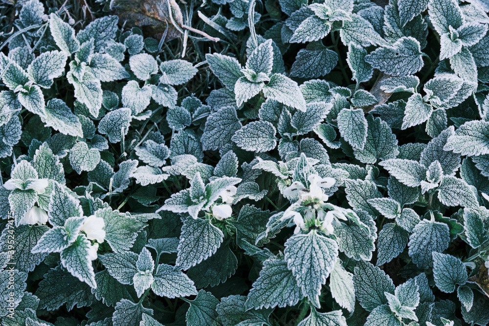Partial focus Photo of nettle mint leaves covered with frost. Close up ...