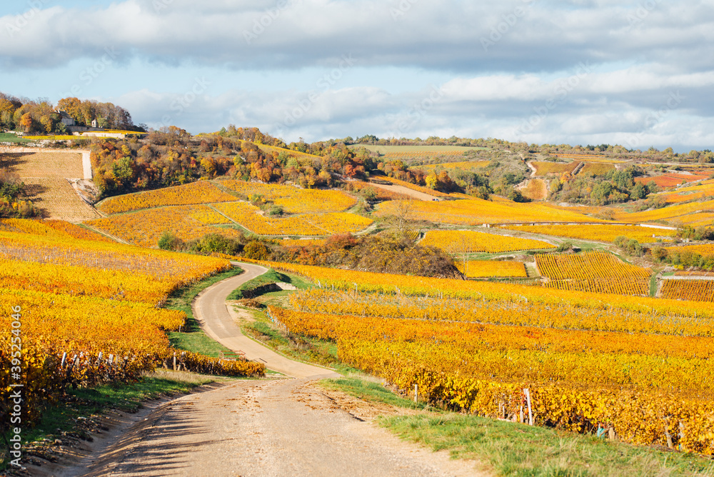 un paysage de vignoble en automne.. Des vignes de Bourgogne automnale ...