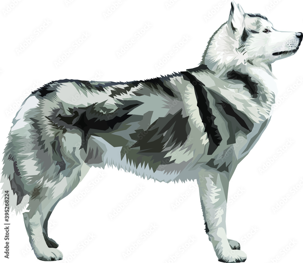 black and white Siberian Husky dog with isolated white backround. WPAP ...