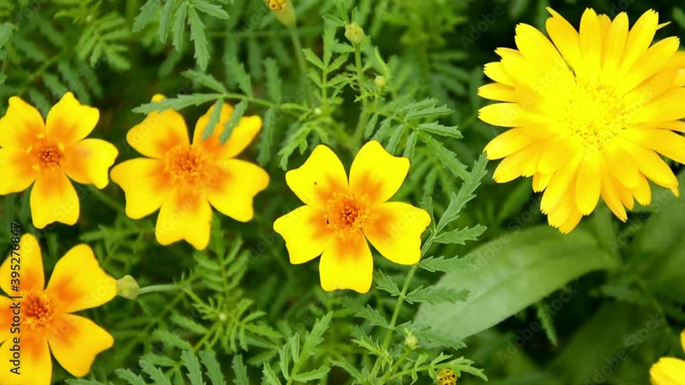 Marigolds grow in a flower bed in the garden. Varietal cluster of small ...