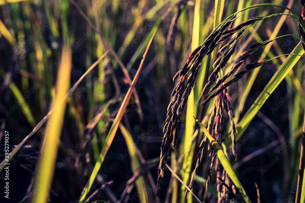 Rice paddy plant in organic farm agriculture of countryside Stock Photo ...