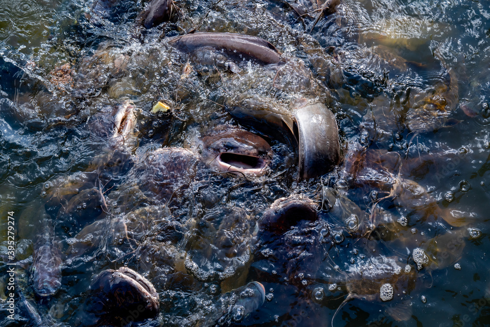Fish eating food in pond from feeding of people travel relaxing time of ...