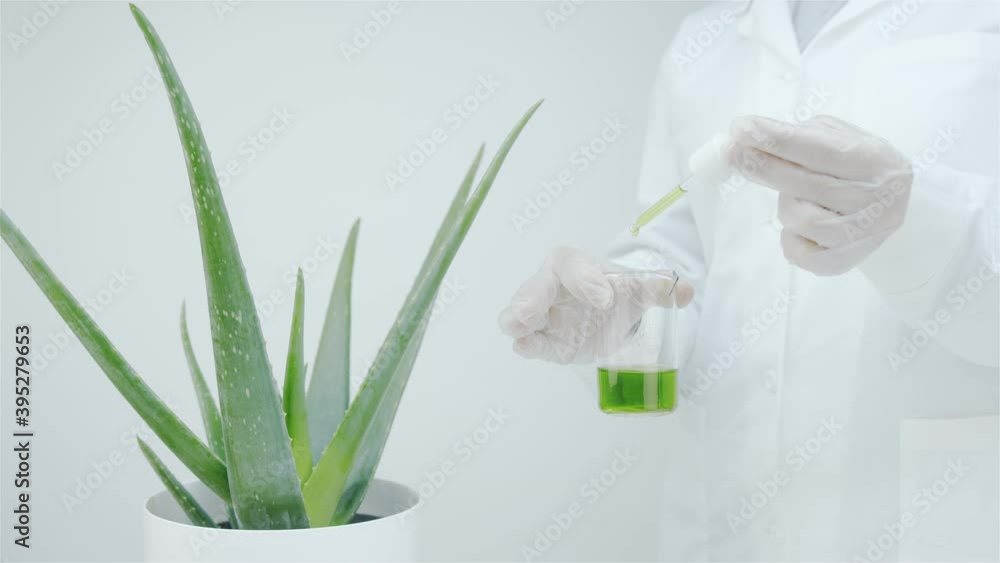 Getting an extract from leaves of aloe vera in laboratory. Laboratory ...