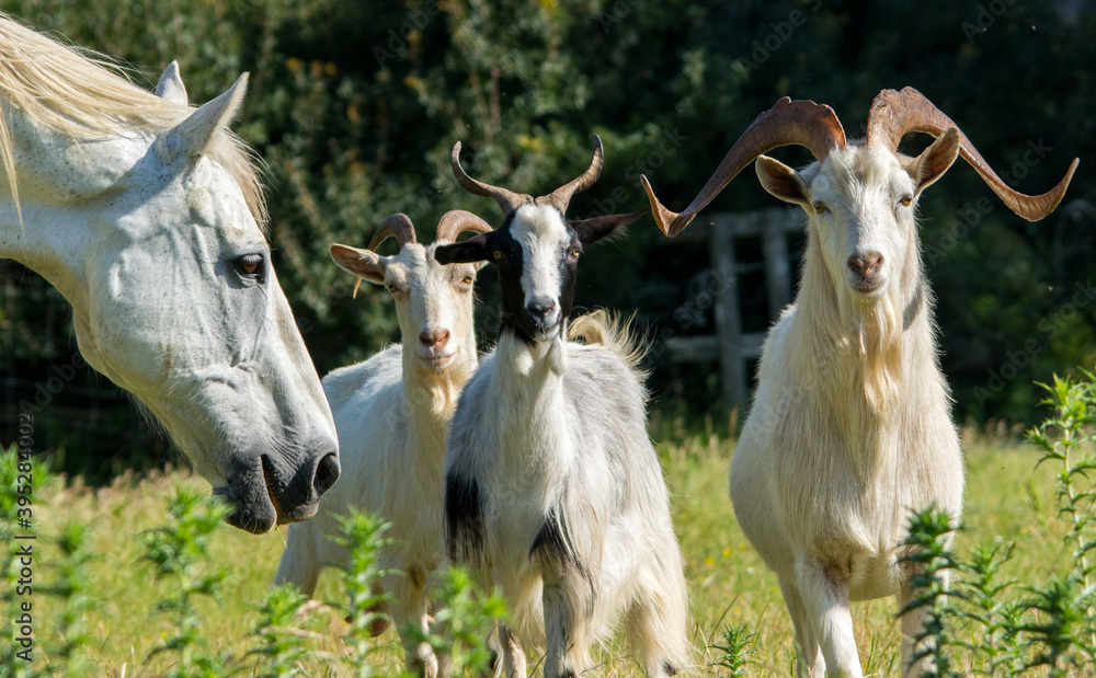 Le capre e il cavallo bianco Stock Photo | Adobe Stock