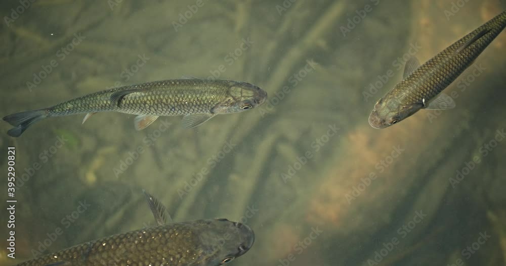 a group of fish, almost stationary, enjoying the late afternoon sun ...