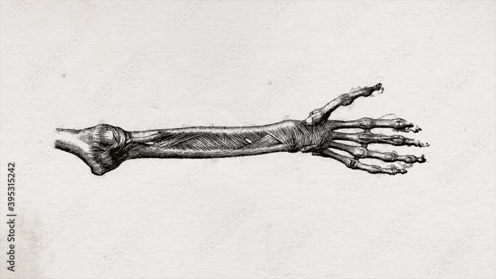 Abstract Old Science Human Arm Drawing Background Animation/ 4k ...
