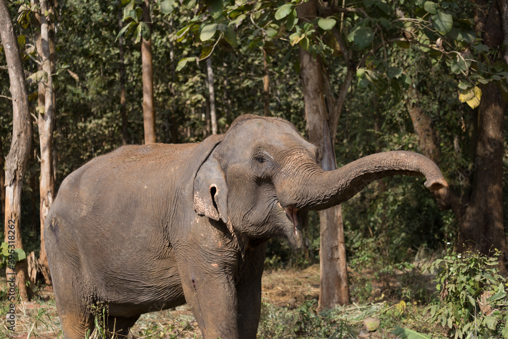 Elephant standing under tree in Laos elephant sanctuary Stock Photo ...