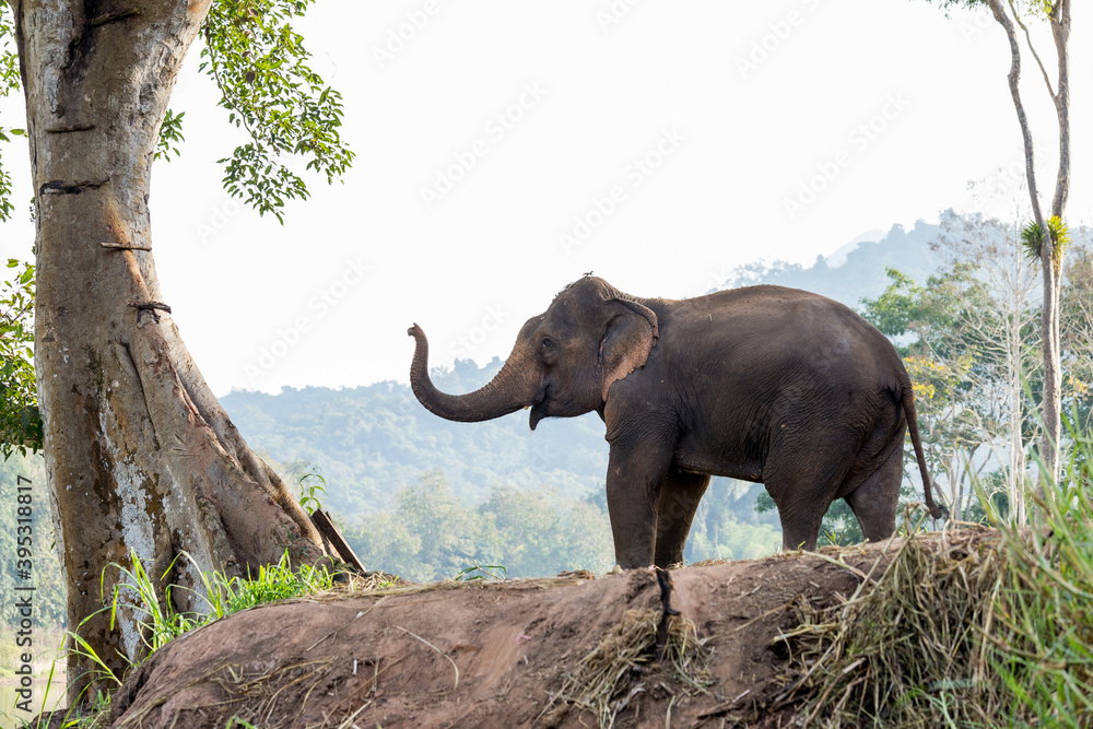Elephant standing under tree in Laos elephant sanctuary Stock Photo ...