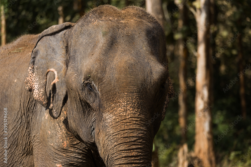 Elephant standing under tree in Laos elephant sanctuary Stock Photo ...
