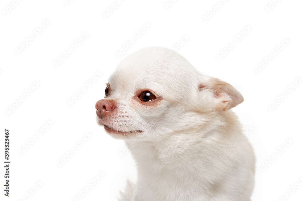 White Chiwawa Dog