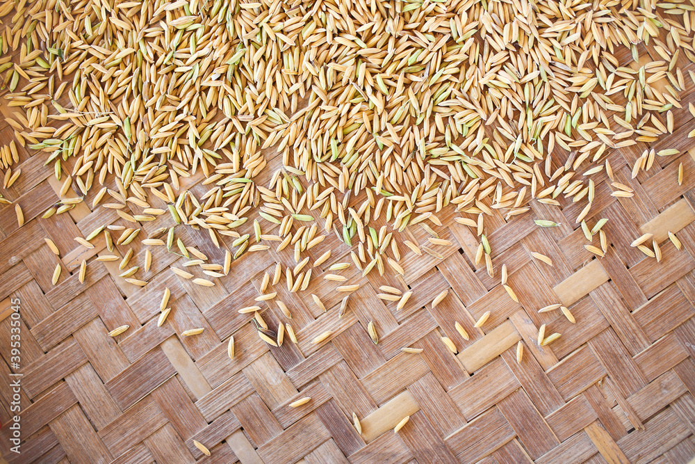 Gold rice field. Mature paddy rice in Thailand. Stock Photo | Adobe Stock