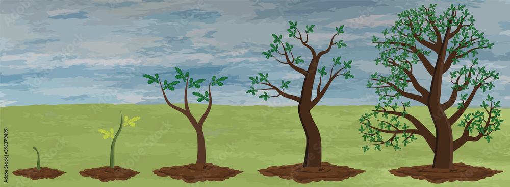 Five stages of chestnut growth. Stock Vector | Adobe Stock