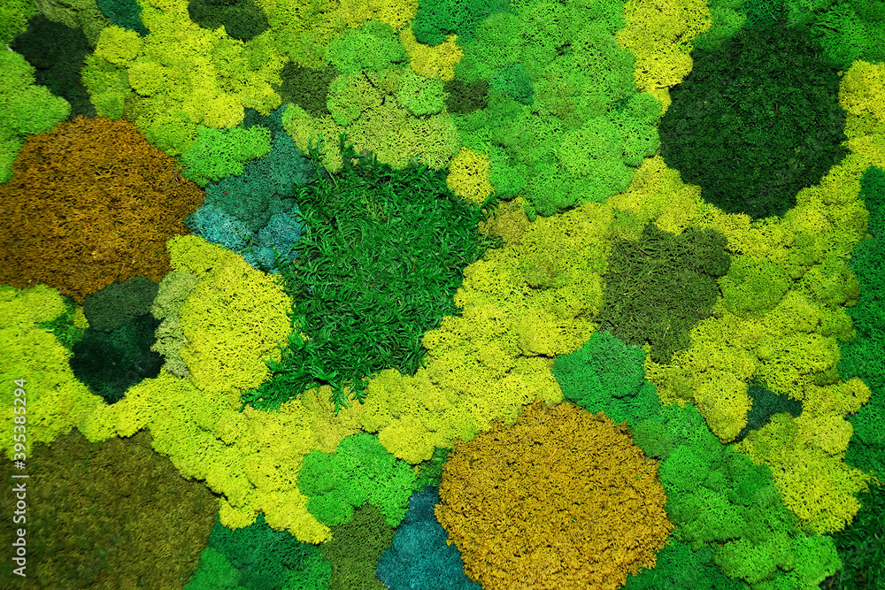 decorative stable preserved moss for interior landscaping Stock Photo ...