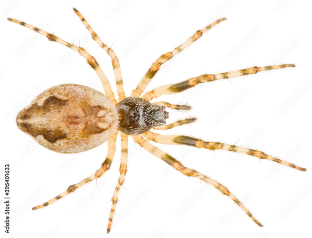 The Cyclosa conica spider a species of an orb weaver spider in the ...