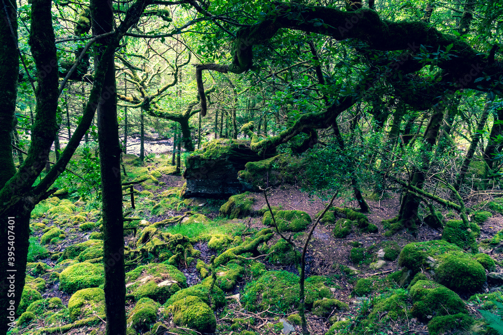 Mossy wood in Ireland. Forest full of rocks, dark, moody lights and ...