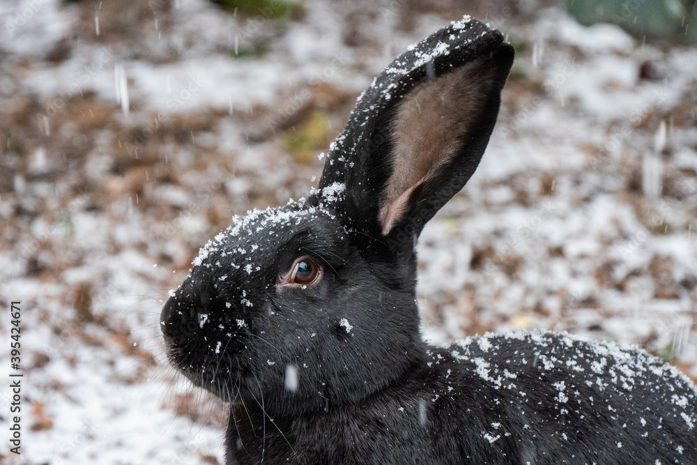 Black Flemish Giant Rabbit