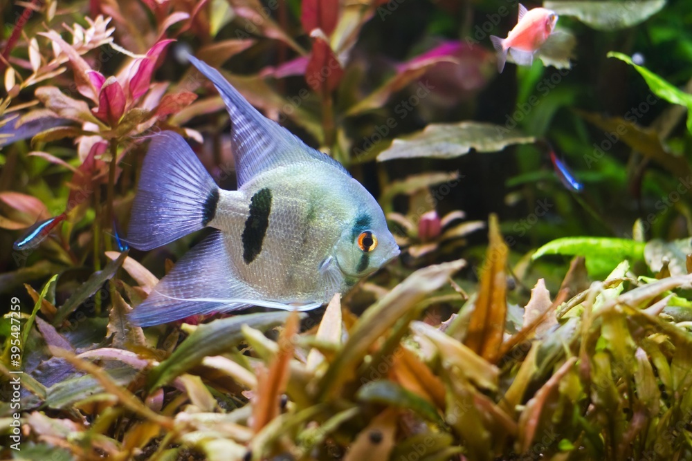 angelfish, artificial aqua trade breed of famous wild Pterophyllum ...