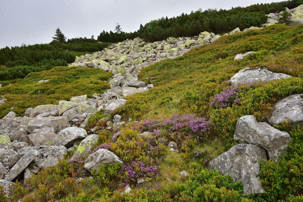 These blockfields are shown in summer and these fields in particular ...