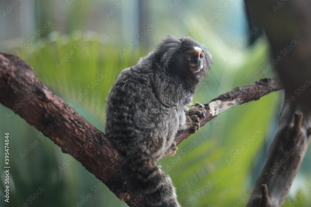 Callithrix Monkey Family