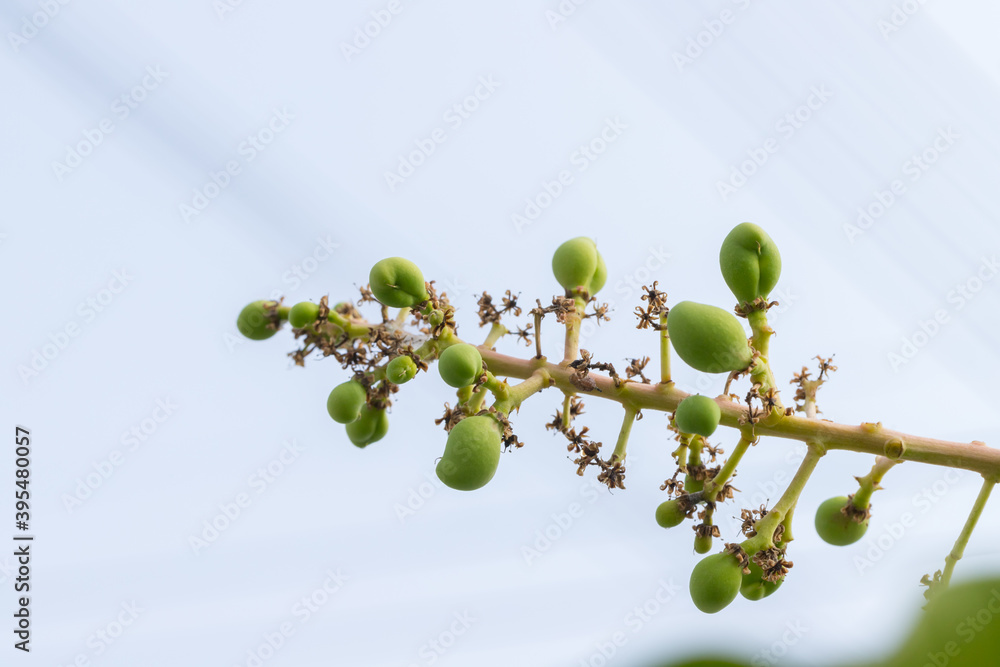Small green mangoes on a branch of a mango tree Stock Photo | Adobe Stock