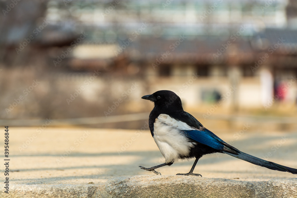Pica pica bird, also called Eurasian Magpie walking at the stone with ...