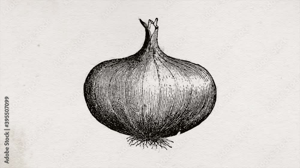 Hand Drawn Onion Vegetable With Ink Texture/ 4k animation of an onion ...