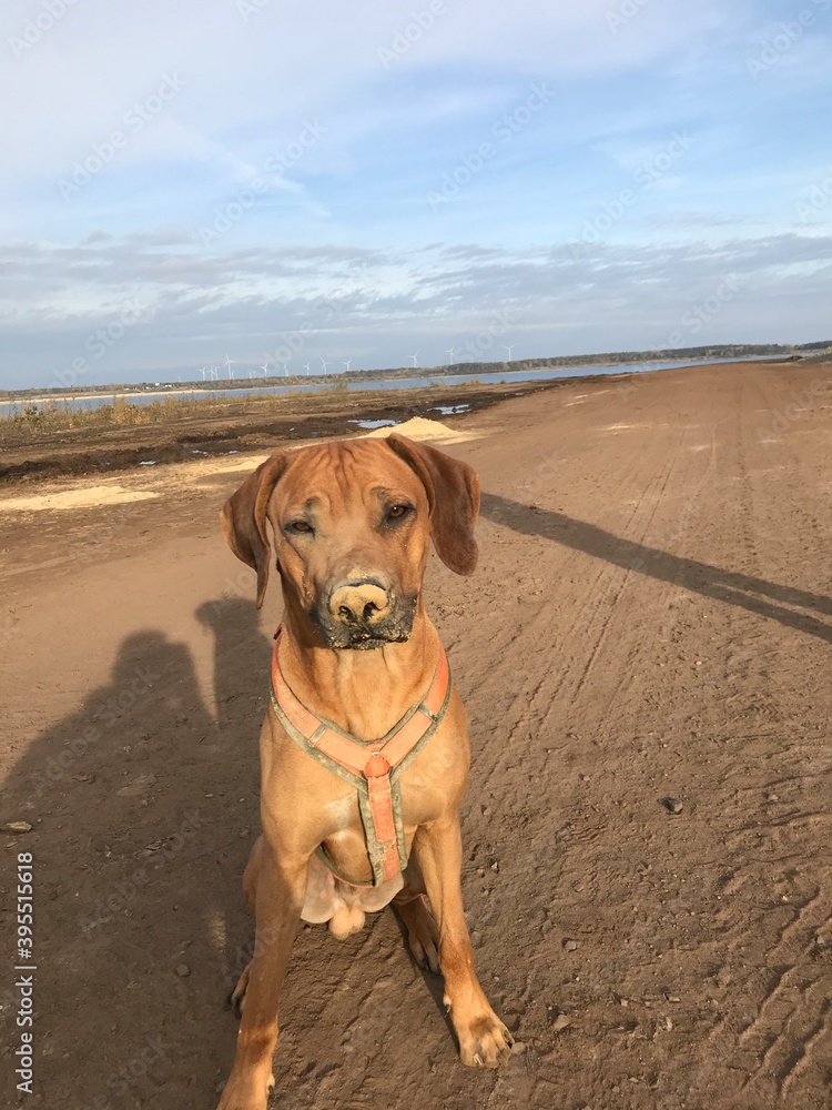 rhodesian ridgeback hund beim tobben in sonne mit schlamm sand an ...