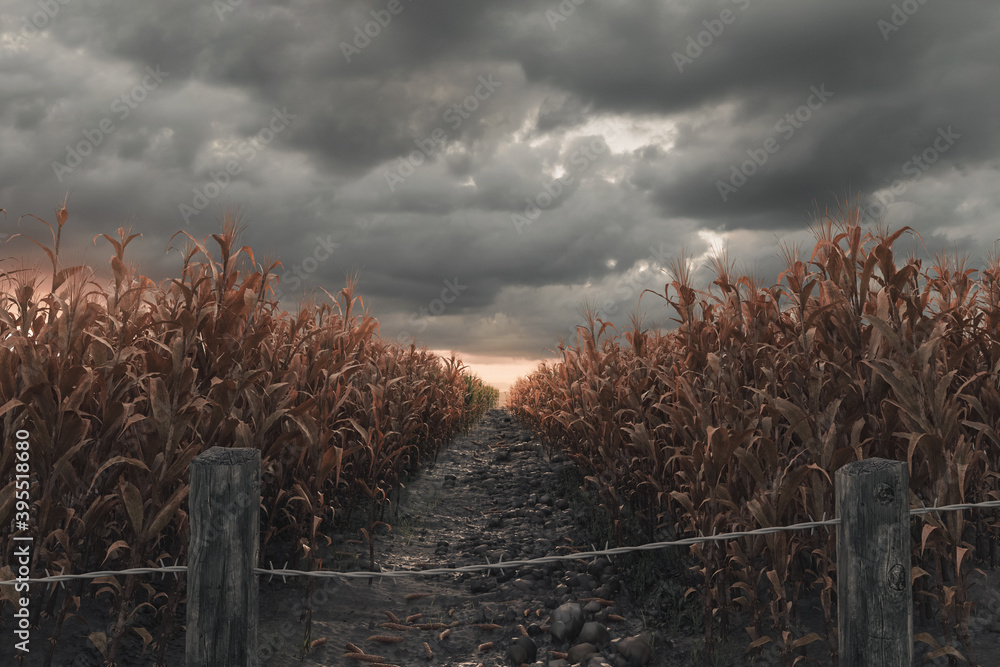 3d Rendering of pathway in the middle of withered cornfield in front of ...
