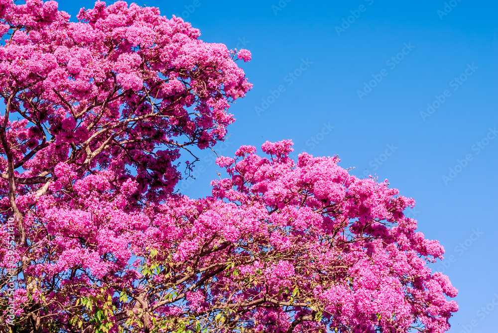 Rosy Trumpet Tree (Tabebuia rosea) Nicaragua Stock Photo | Adobe Stock