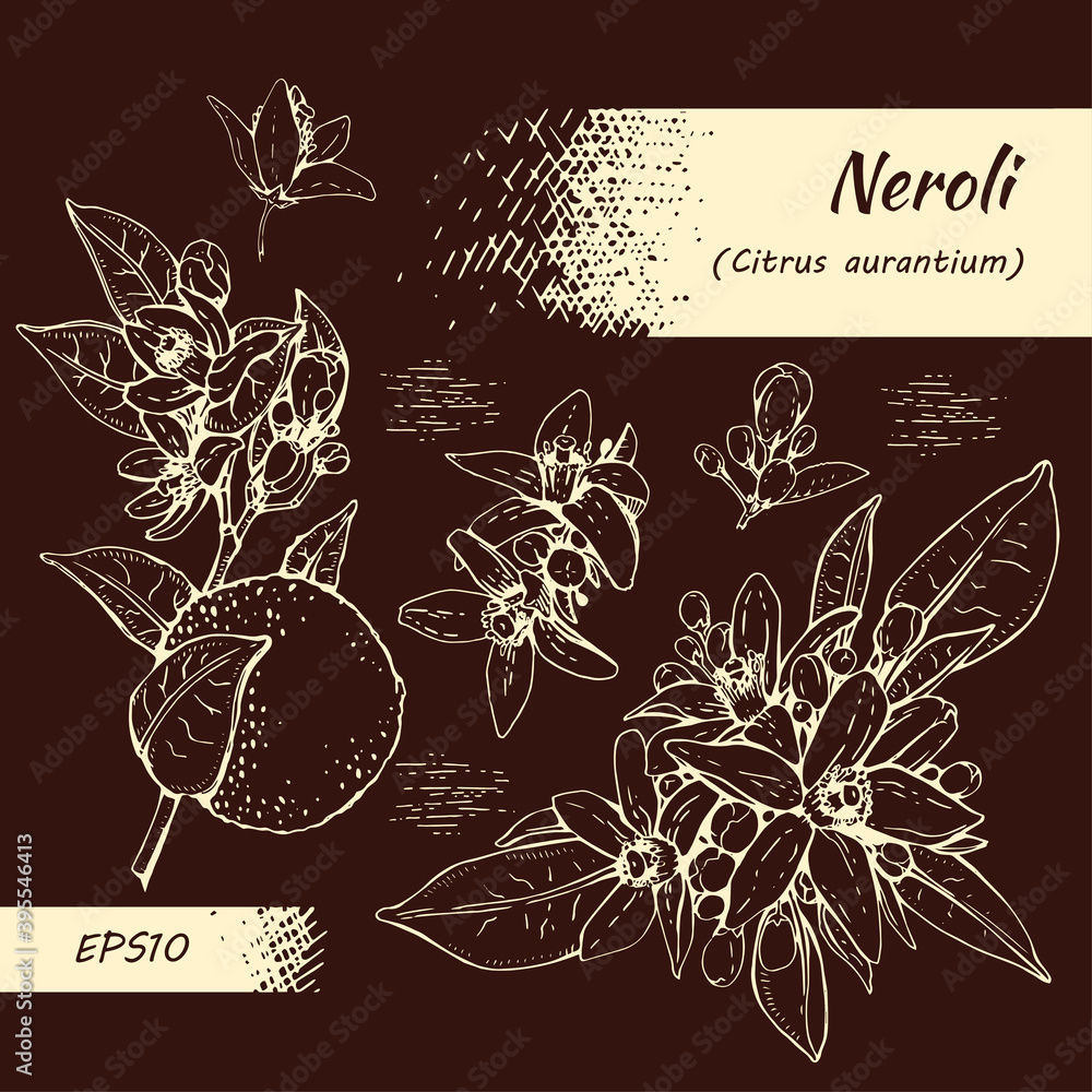 Collection of bitter orange flowers, buds, fruits . Detailed hand-drawn ...