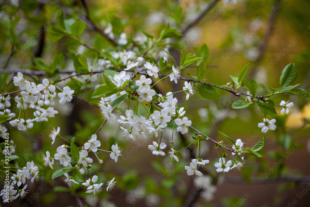 Prunus pensylvanica, also known as bird cherry, fire cherry, pin cherry ...